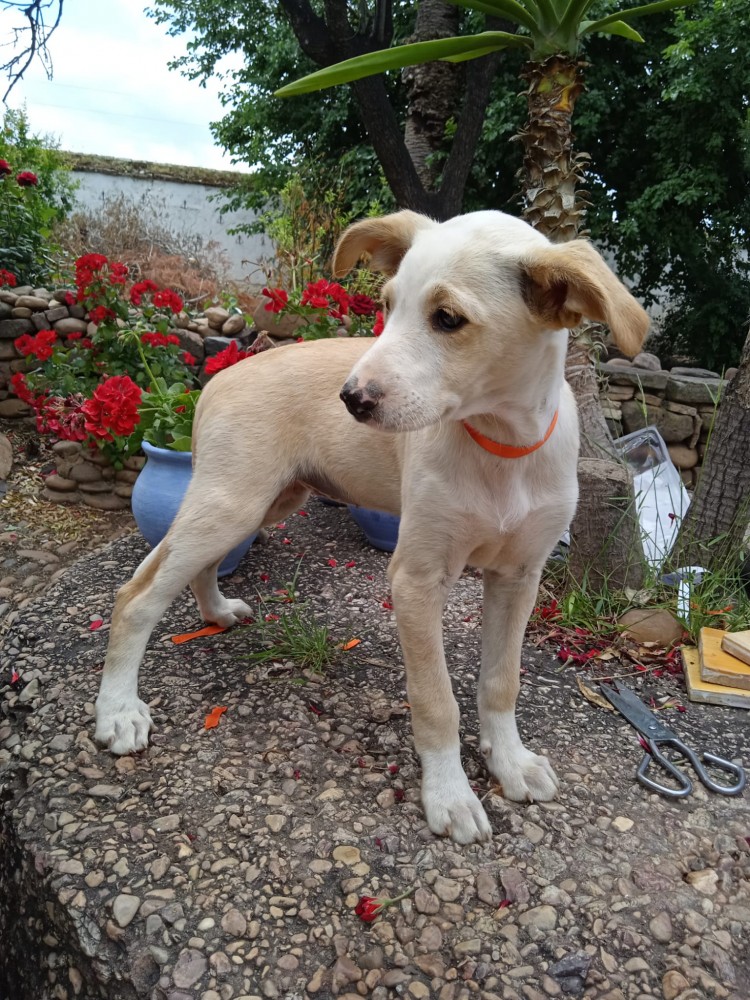 Ficha de Jara - APA Salvando Corazones Peludos