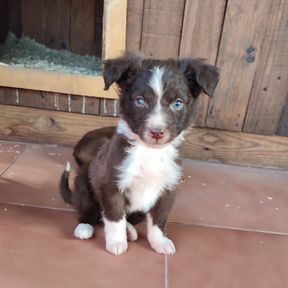 Ficha de Mickey - APA Salvando Corazones Peludos
