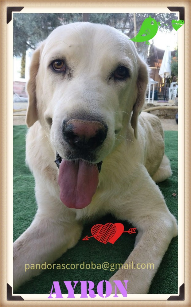 Ficha de Ayron - PANDORA CÓRDOBA