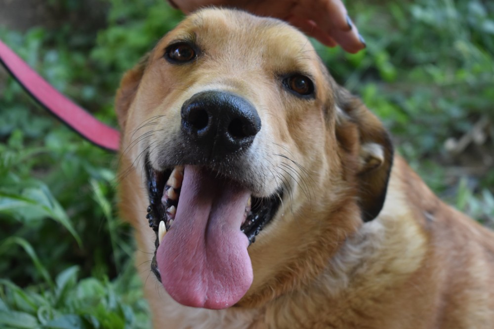 Ficha de CHULO - Refugi Els Angels