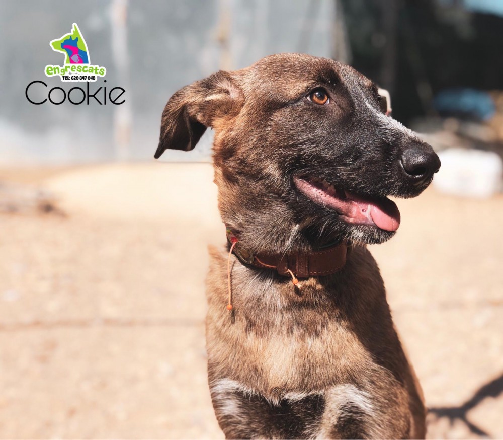 Ficha de Cockie - Engrescats de les Terres de l'Ebre