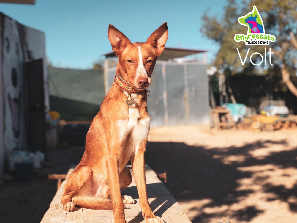 Ficha de Volt - Engrescats de les Terres de l'Ebre