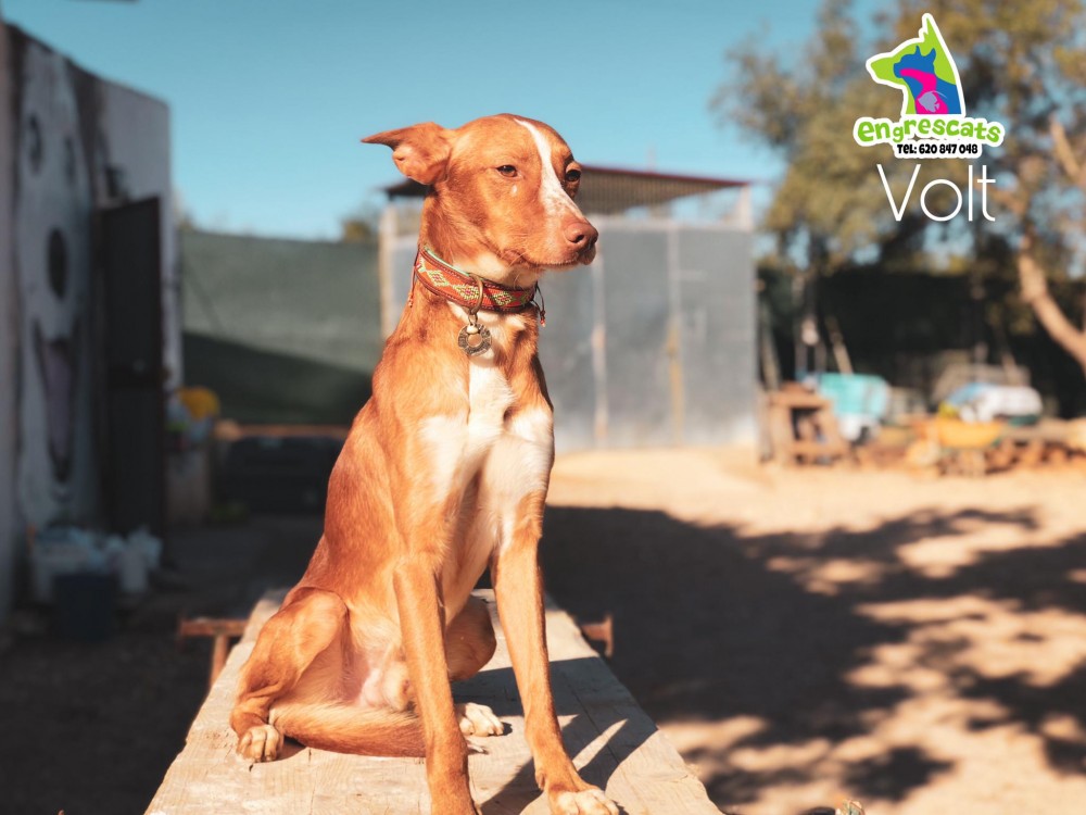 Ficha de Volt - Engrescats de les Terres de l'Ebre