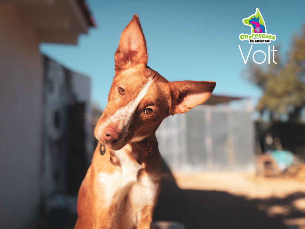 Ficha de Volt - Engrescats de les Terres de l'Ebre