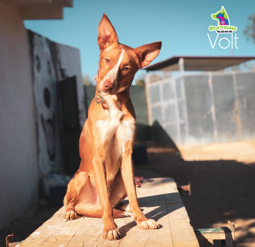 Ficha de Volt - Engrescats de les Terres de l'Ebre