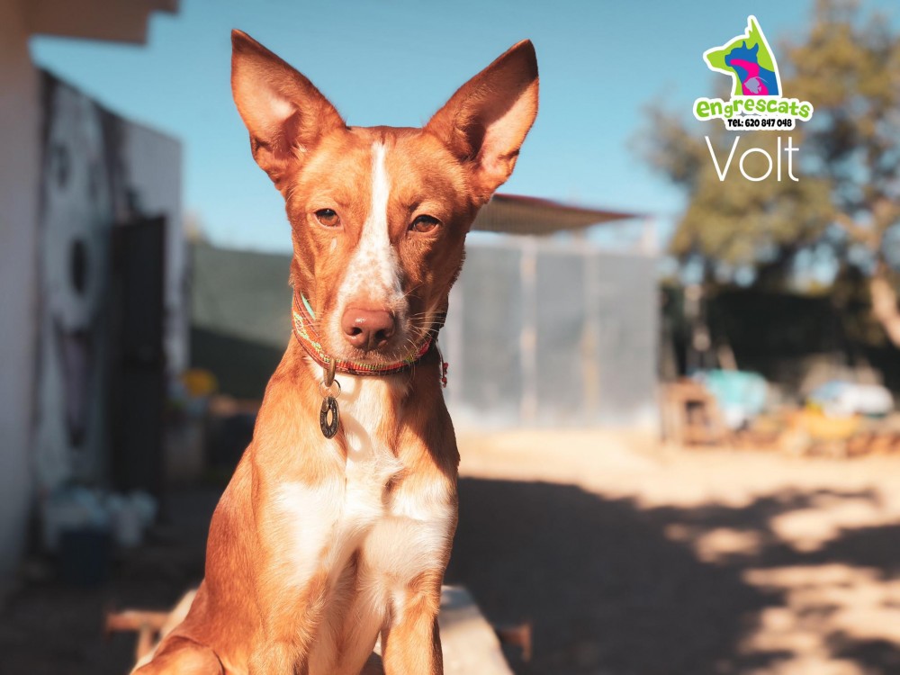 Ficha de Volt - Engrescats de les Terres de l'Ebre