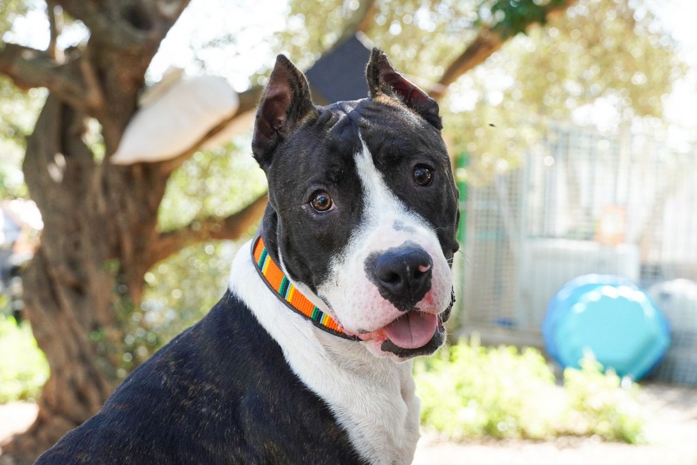 Ficha de Tyr - Engrescats de les Terres de l'Ebre