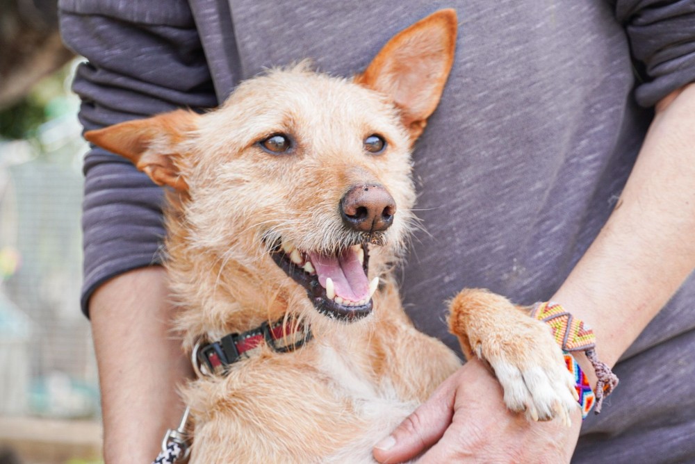 Ficha de Pogo - Engrescats de les Terres de l'Ebre