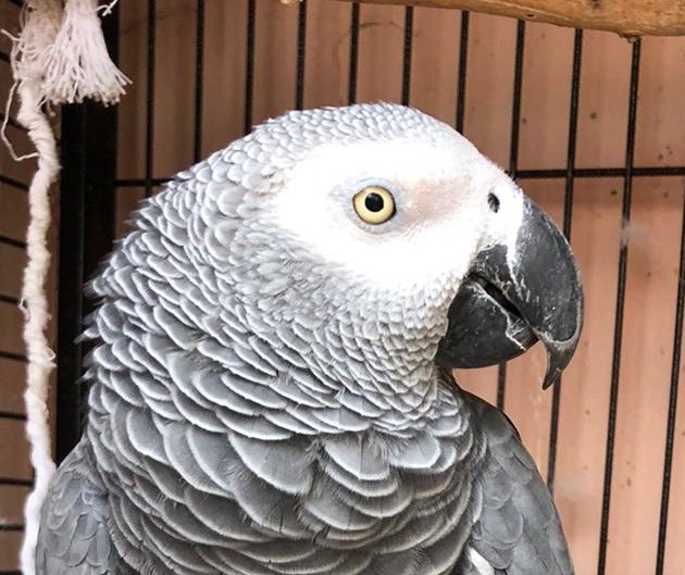 Ficha de 107 YACO - Asociación Protectora de Aves Exóticas AVIUM