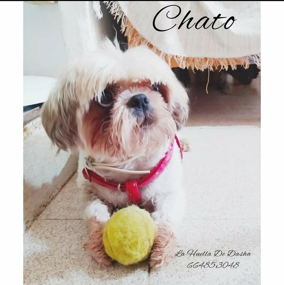 Ficha de CHATO - Maria Eugenia Fernadez Santos