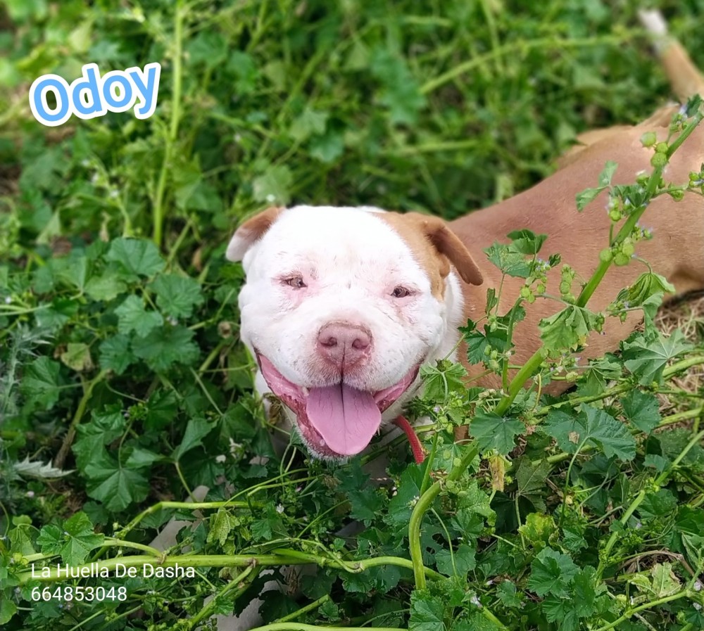 Ficha de ODOY - Maria Eugenia Fernadez Santos