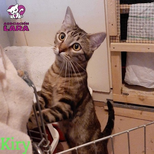 Kiry - Asociación protectora de animales LARA