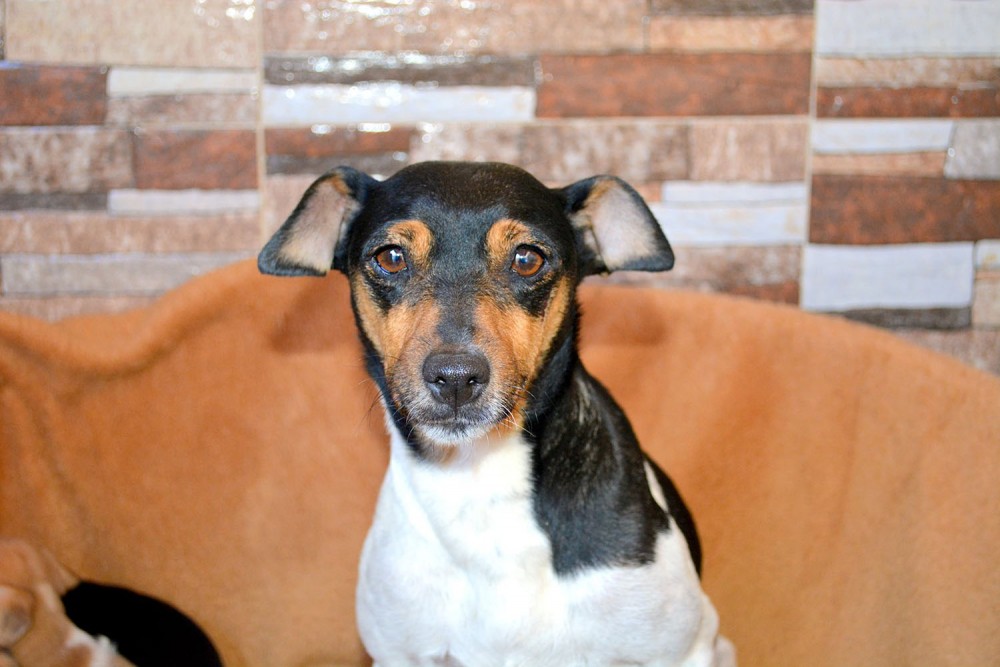 Ficha de CHUSA - Refugio Canino La Reserva