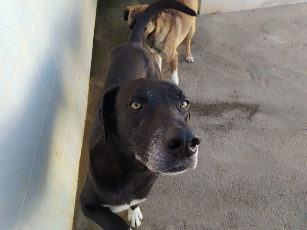 Ficha de DROGO - Refugio Canino La Reserva