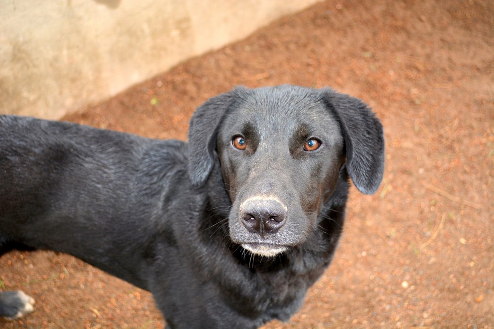 Ficha de SCOTT - Refugio Canino La Reserva