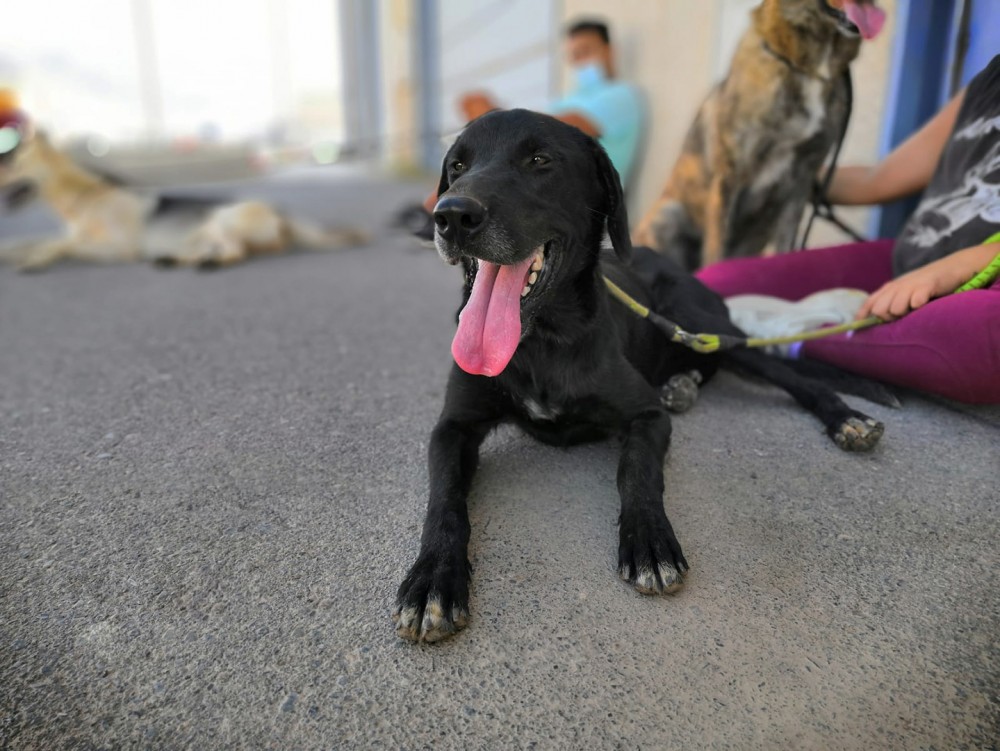 Ficha de SCOTT - Refugio Canino La Reserva