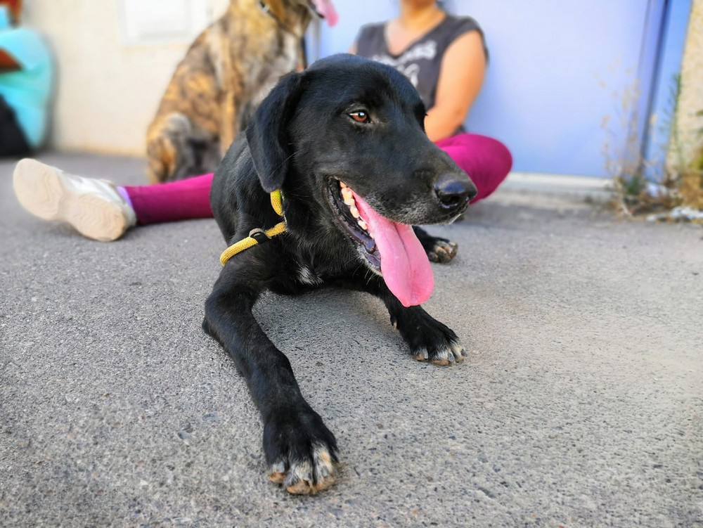 Ficha de SCOTT - Refugio Canino La Reserva