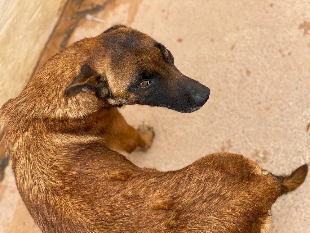 Ficha de CHOCAPIC - Refugio Canino La Reserva