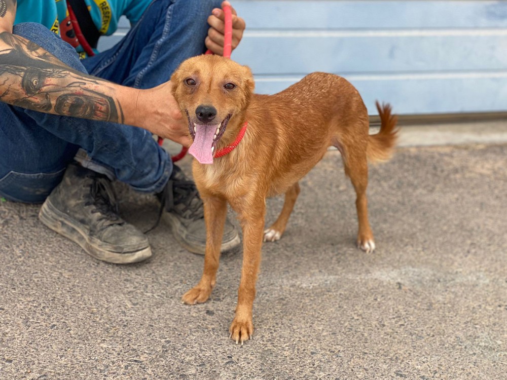 Ficha de ALMENDRA - Refugio Canino La Reserva