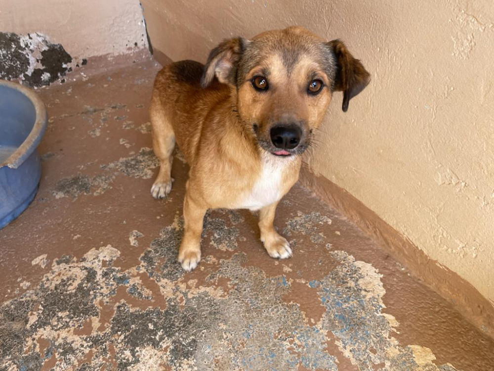 Ficha de CHUCHI - Refugio Canino La Reserva