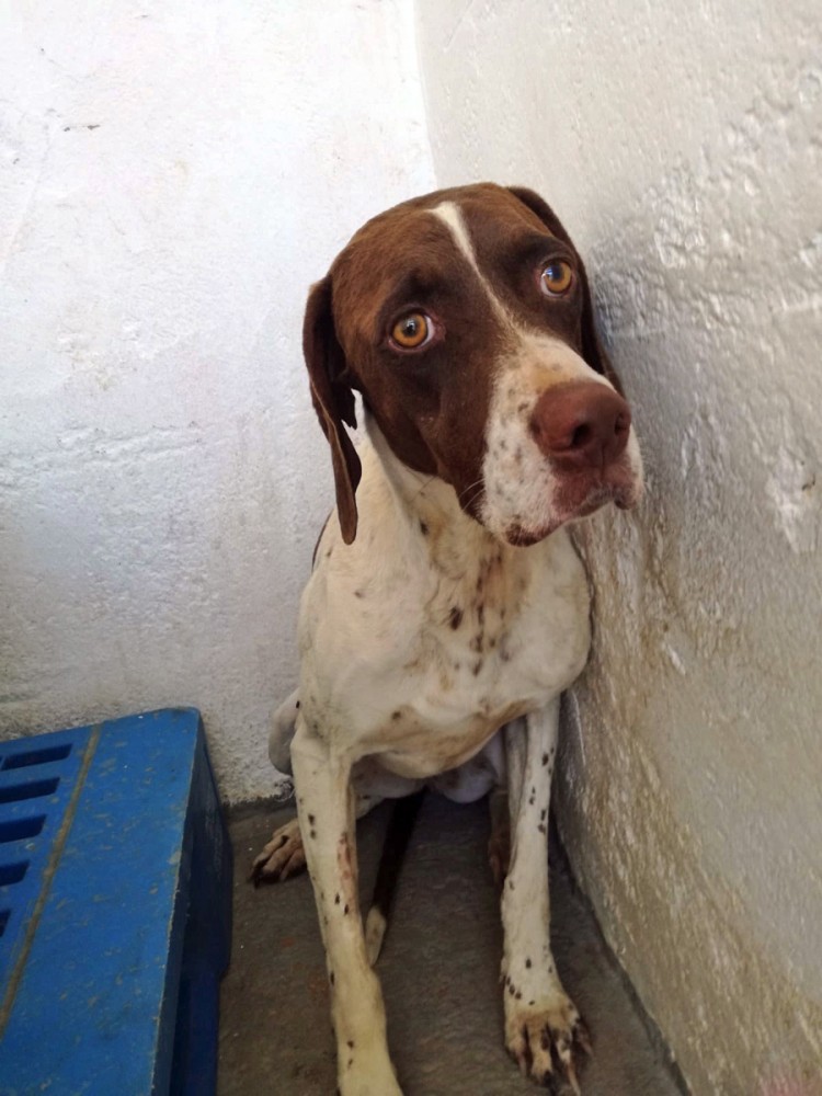Ficha de JARA - Refugio Canino La Reserva