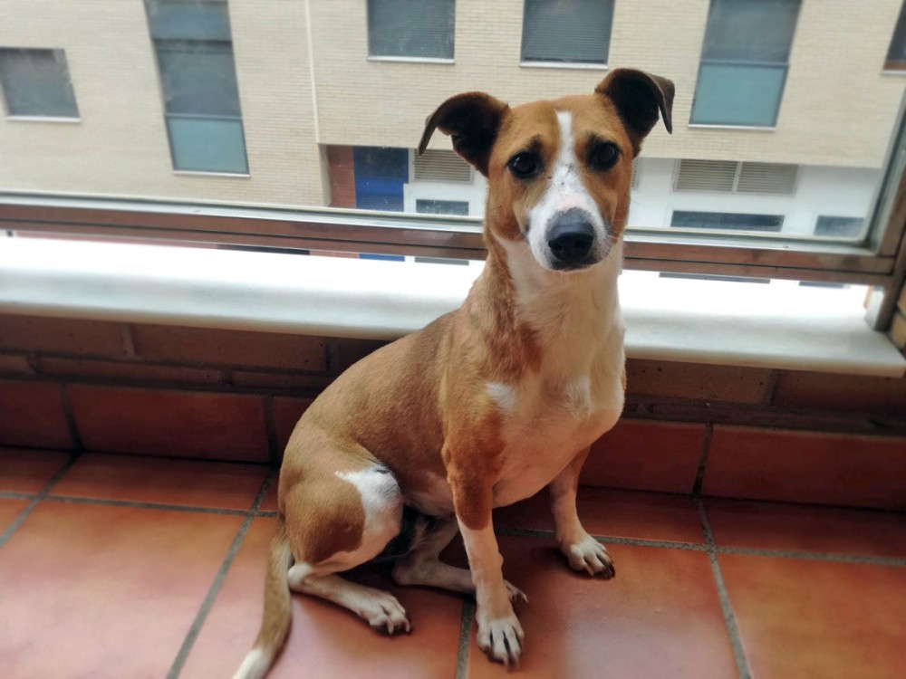 Ficha de CONGA - Refugio Canino La Reserva