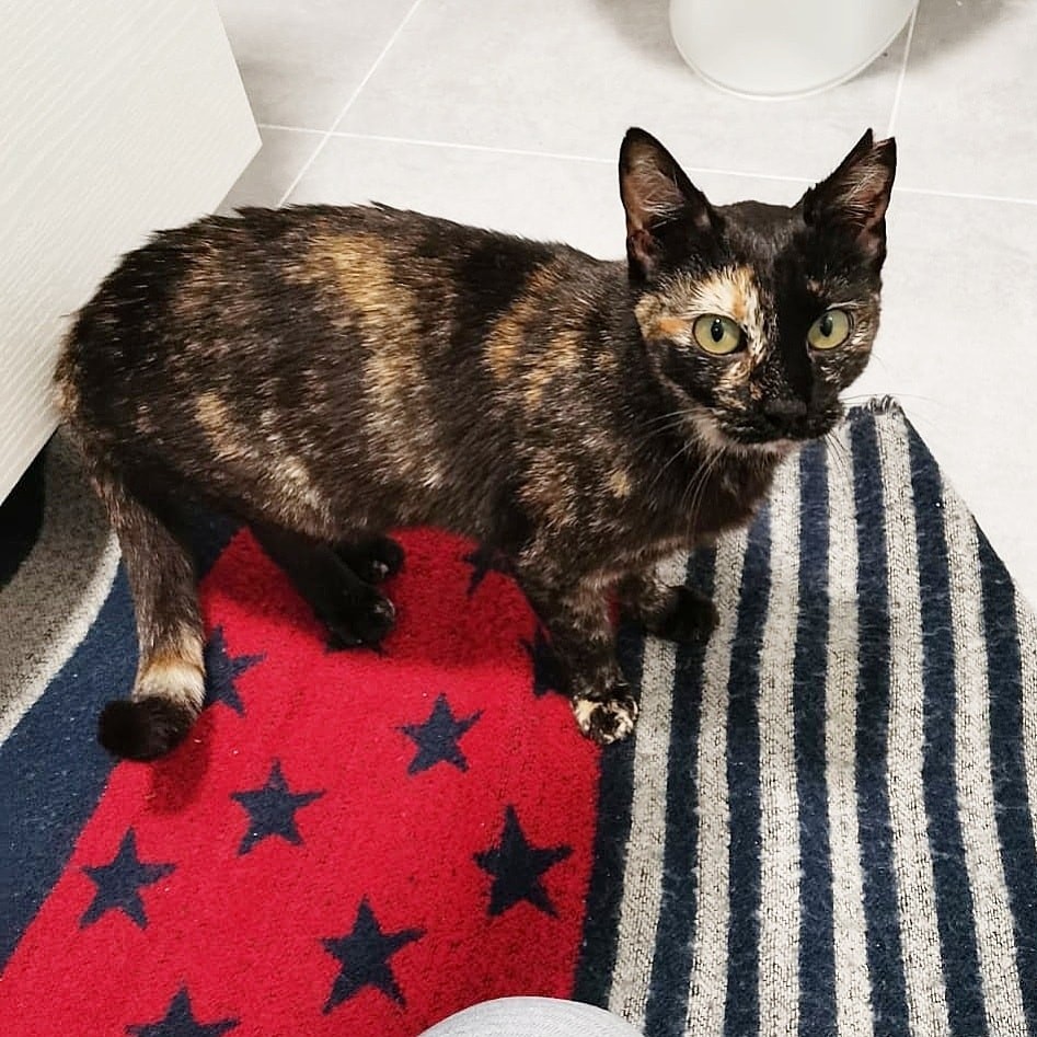 Ficha de Tigrilla - Adaac