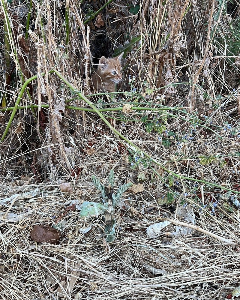 Ficha de Irah - Adaac