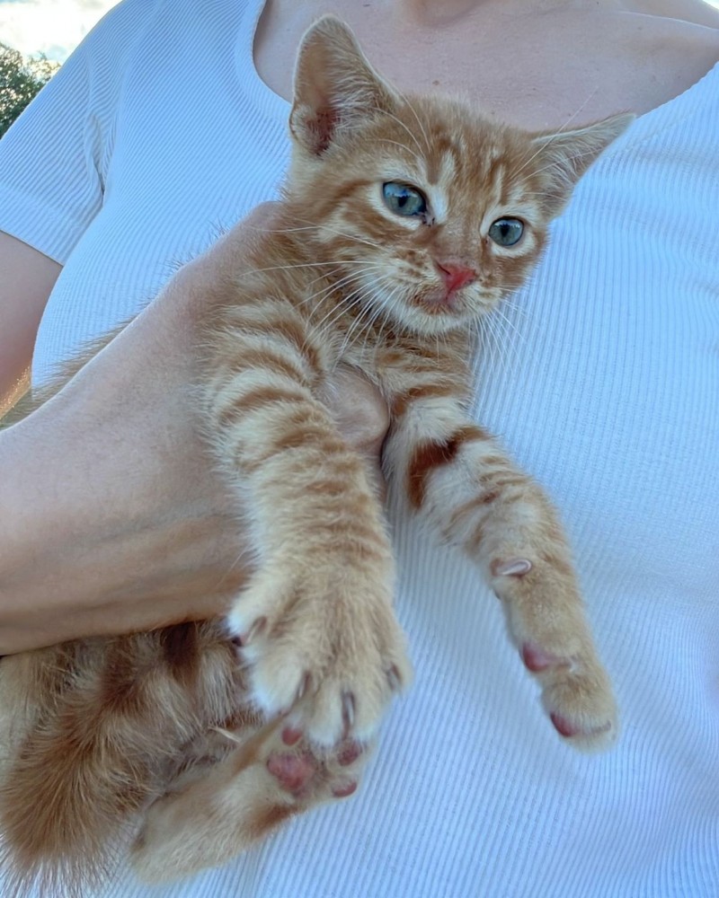 Ficha de Irah - Adaac