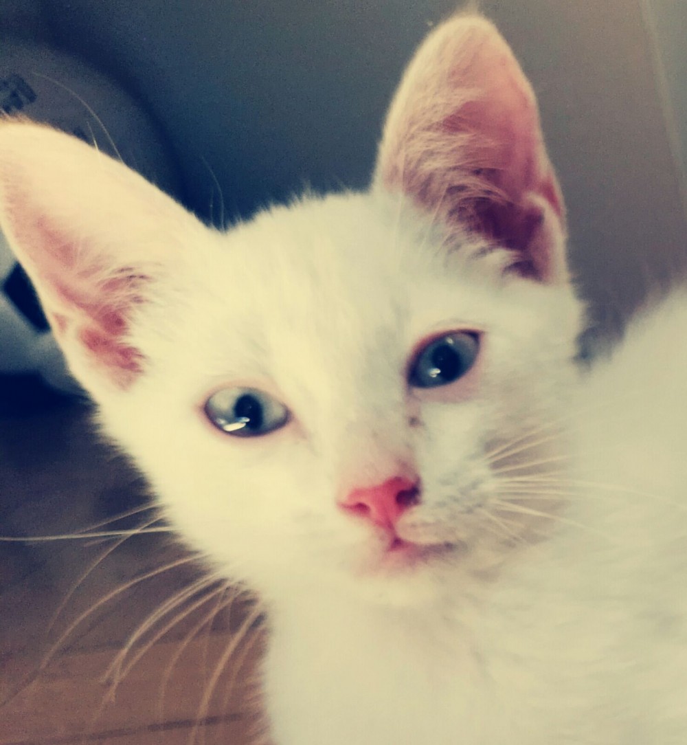 Ficha de Copito - Adaac