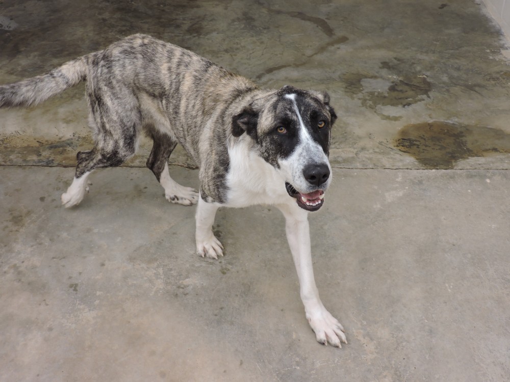 Ficha de Yailo - El Arca de Noé de Córdoba