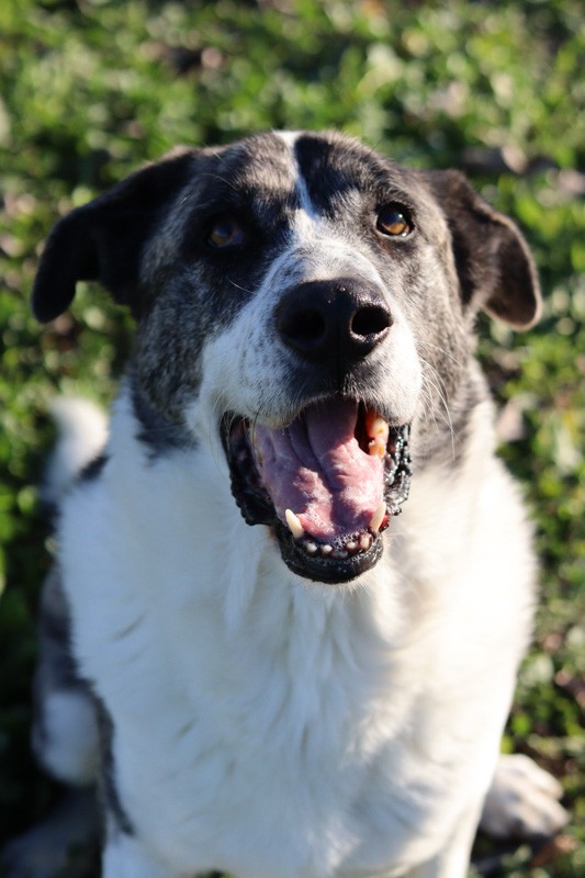 Ficha de Yailo - El Arca de Noé de Córdoba